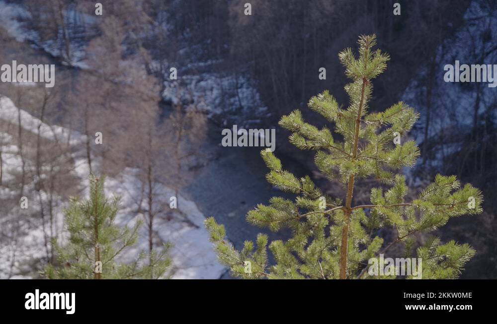 Pine Tree Growing on a Steep Slope with River Running in Background in ...