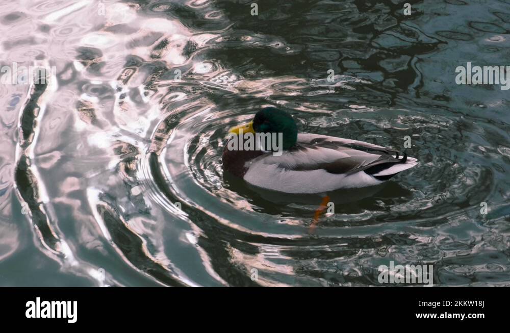 Feathers and wild animals Stock Videos & Footage - HD and 4K Video ...