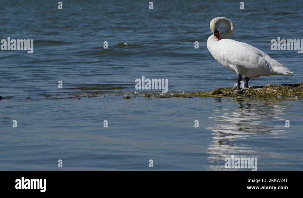 Animals bird mute swan Stock Videos & Footage - HD and 4K Video Clips ...