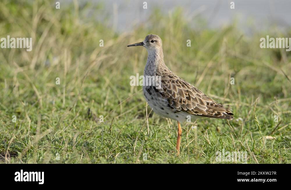 Ruff bird close up Stock Videos & Footage - HD and 4K Video Clips - Alamy