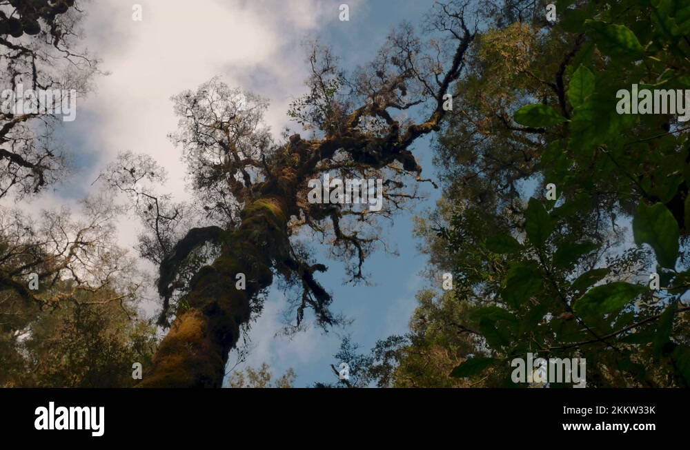 Old Creepy horror trees in forest of New Zealand during blue sky and ...