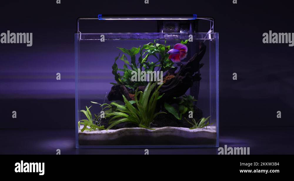 Aquarium Water Tank and Colorful Fish Swimming Underwater, Static ...
