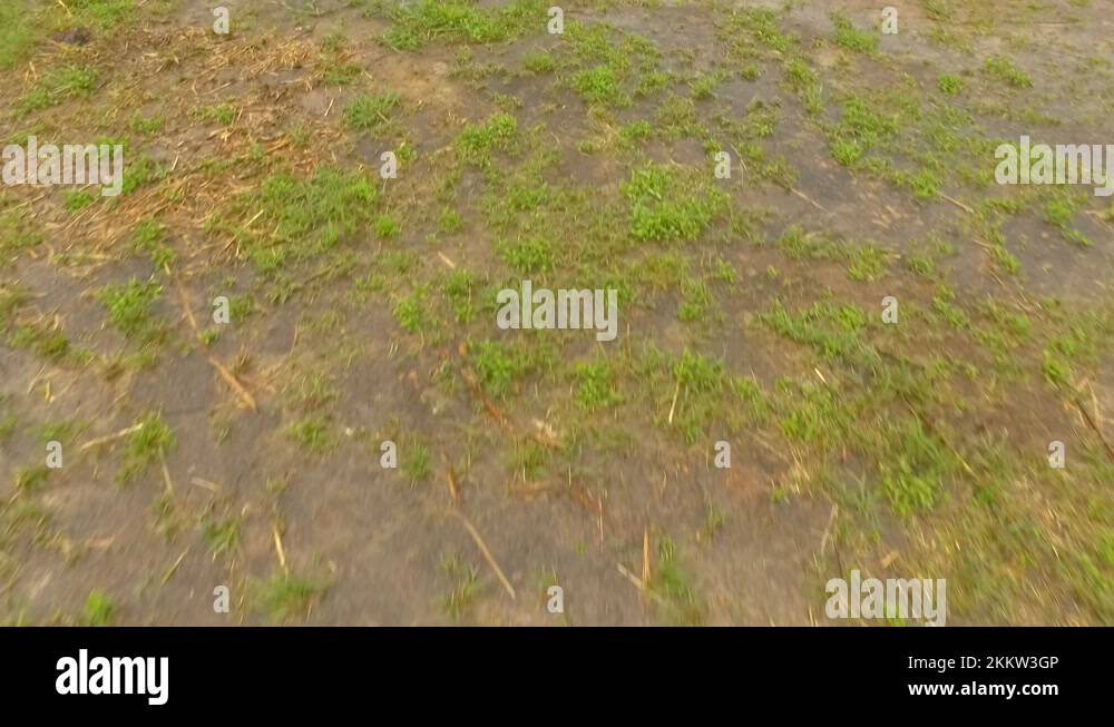 Indigenous hut in Mayupa, Canaima, Venezuela, during a rainy day Stock ...