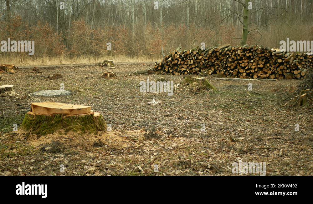 Cutting deforestation, logging cut industry pile timber of felled wood ...