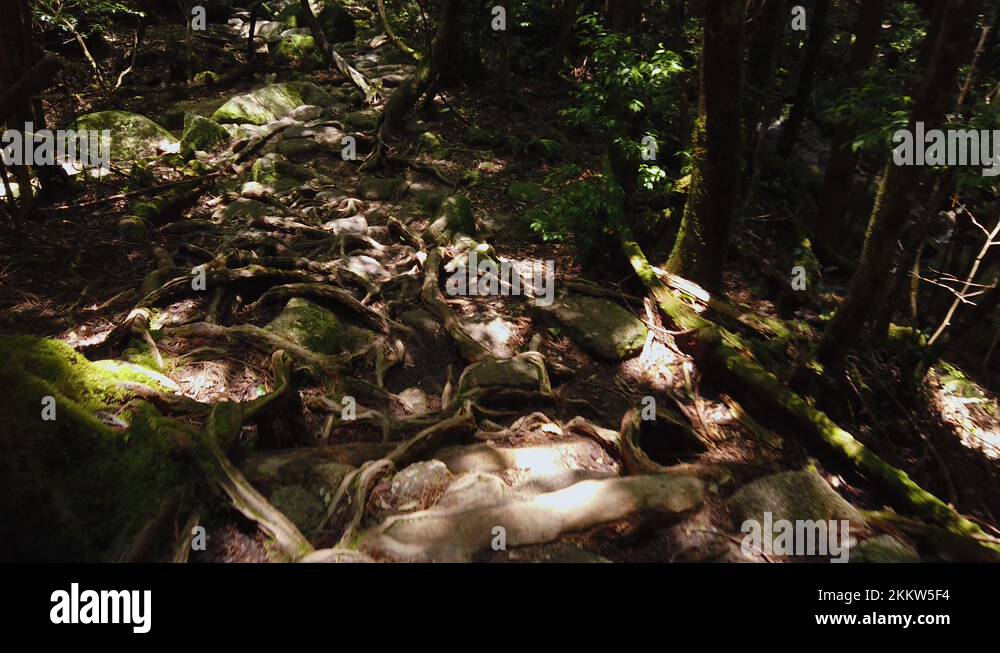 Trekking through Mononoke Forest on Yakushima Island Japan. Point of ...