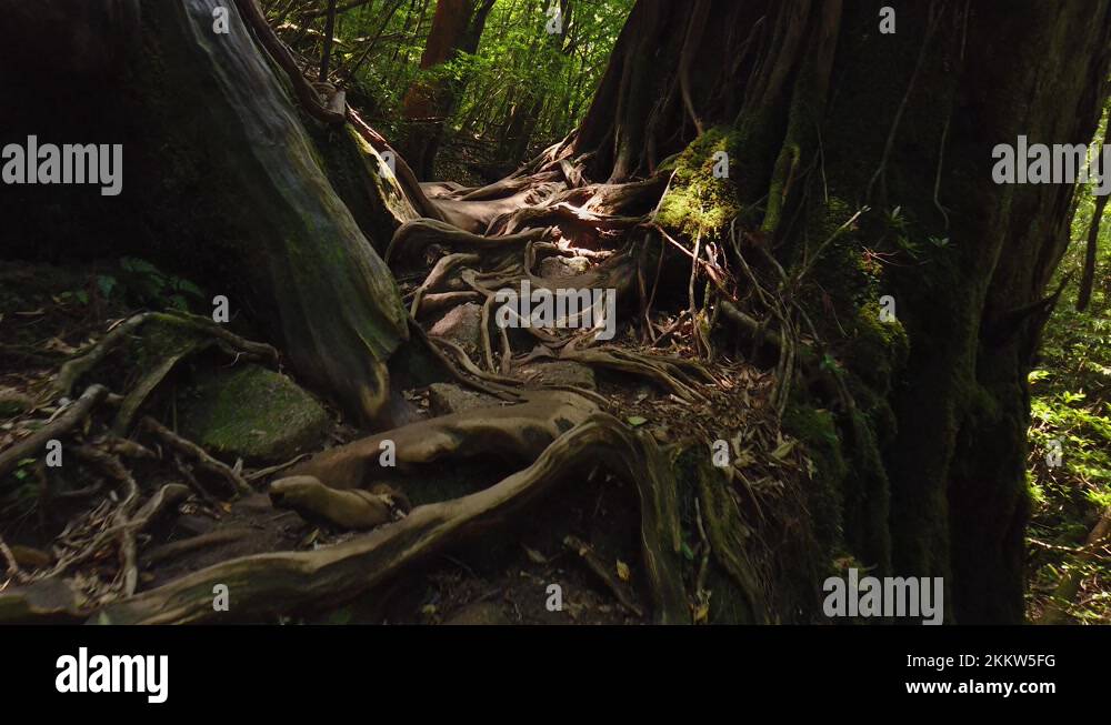 Trekking through Mononoke Forest and Shiratani Unsuikyo valley ...