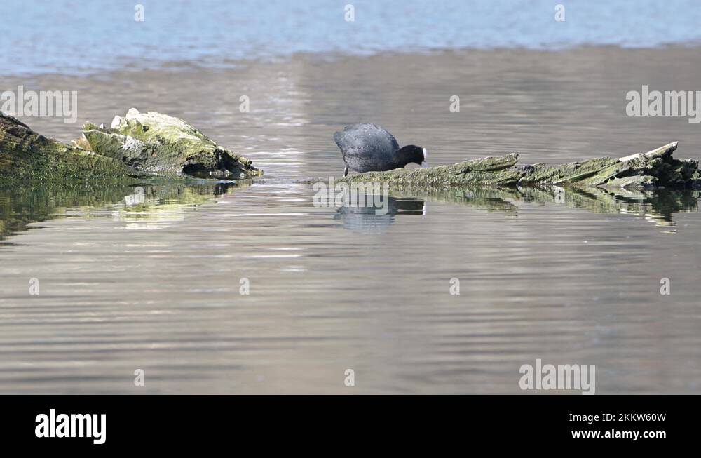 Eurasian coot bird or common coot eats a freshwater snail near a tree ...