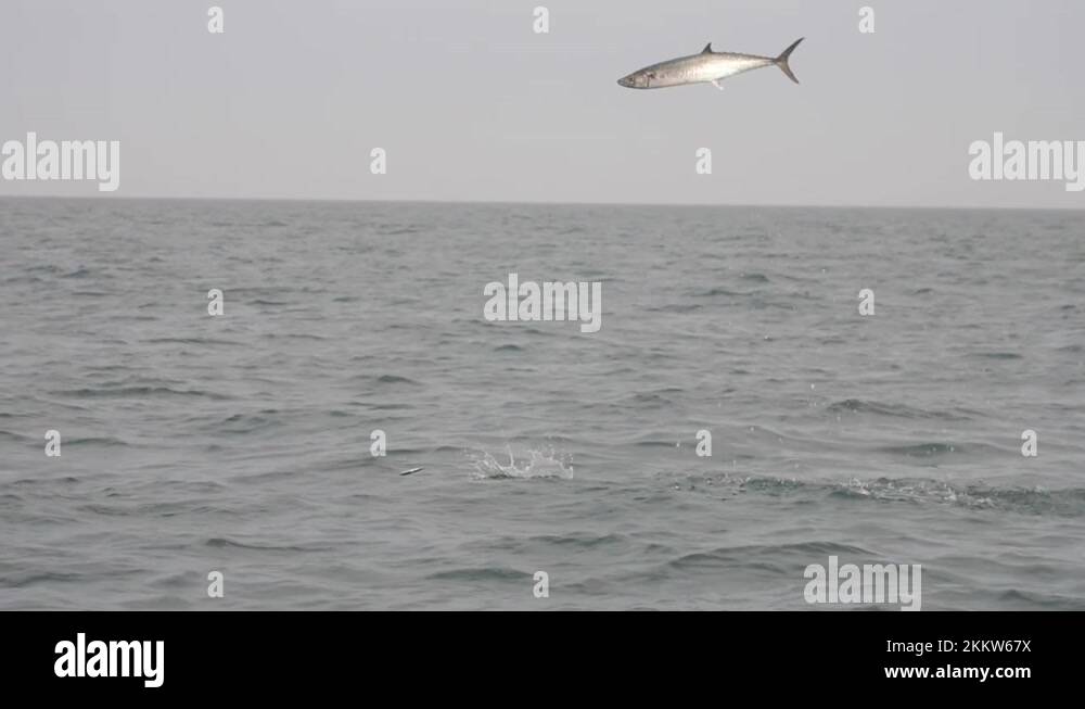 Lively fish Stock Videos & Footage - HD and 4K Video Clips - Alamy