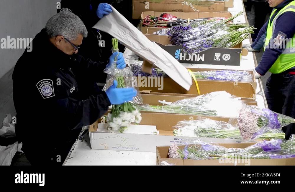 Customs officer conducts imported flower inspections for parasites ...