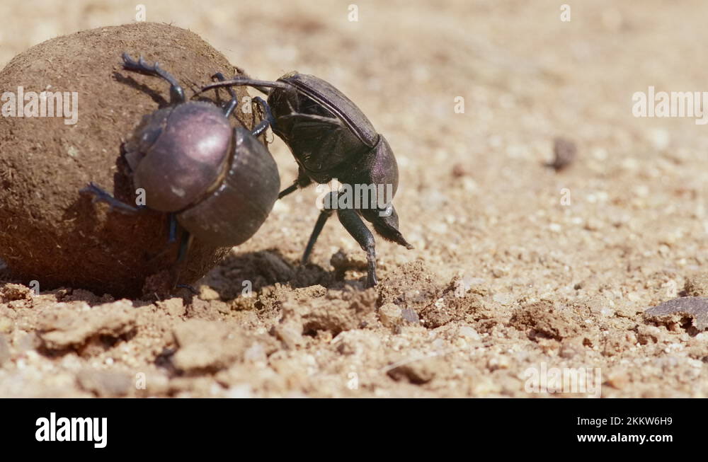 Two dung beetles rolling ball Stock Videos & Footage - HD and 4K Video ...