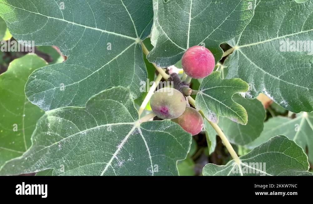 Figs italy Stock Videos & Footage - HD and 4K Video Clips - Alamy