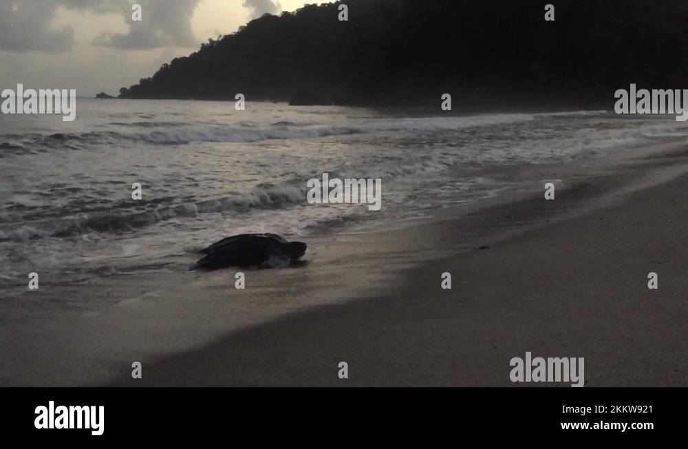 Leatherback sea turtles nesting on the beach Stock Video Footage - Alamy