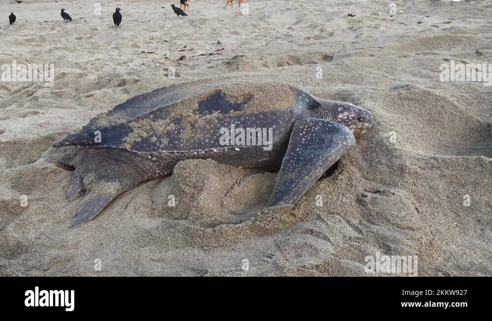 Leatherback sea turtles Stock Videos & Footage - HD and 4K Video Clips ...
