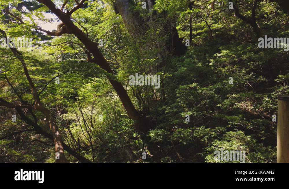 Yakushima Japan, Jomon Sugi (Ancient Yakusugi Cryptomeria Tree ...