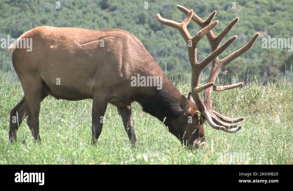 Royal elk Stock Videos & Footage - HD and 4K Video Clips - Alamy