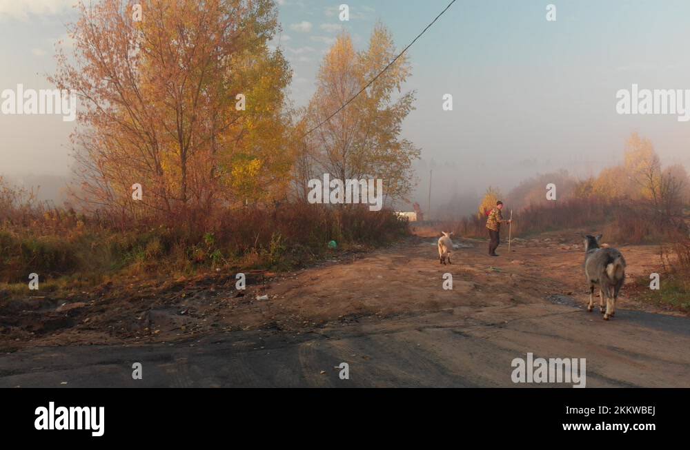 Man and goats Stock Videos & Footage - HD and 4K Video Clips - Alamy