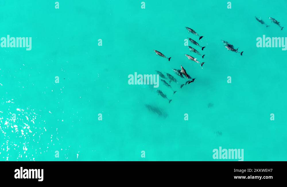 dark coloured dolphins swimming in a bright turquoise ocean with a ...