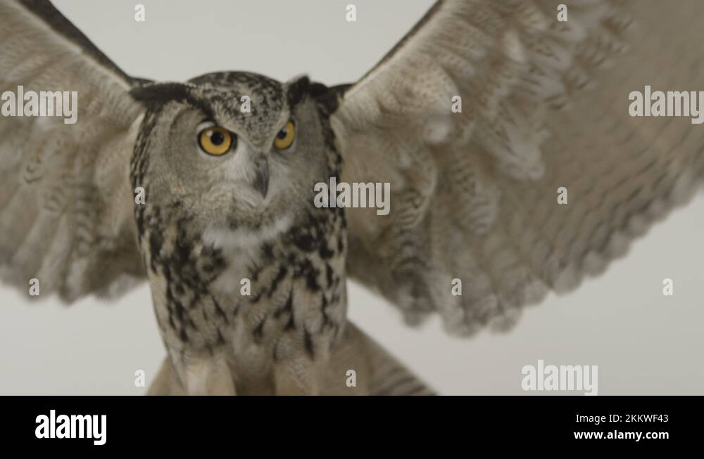 Extending wings Stock Videos & Footage - HD and 4K Video Clips - Alamy