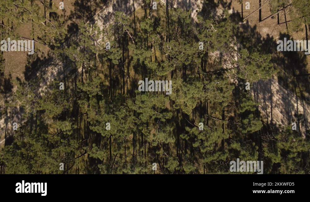 4K drone flying over the canopy’s of a pine tree forest, 60fps Stock ...