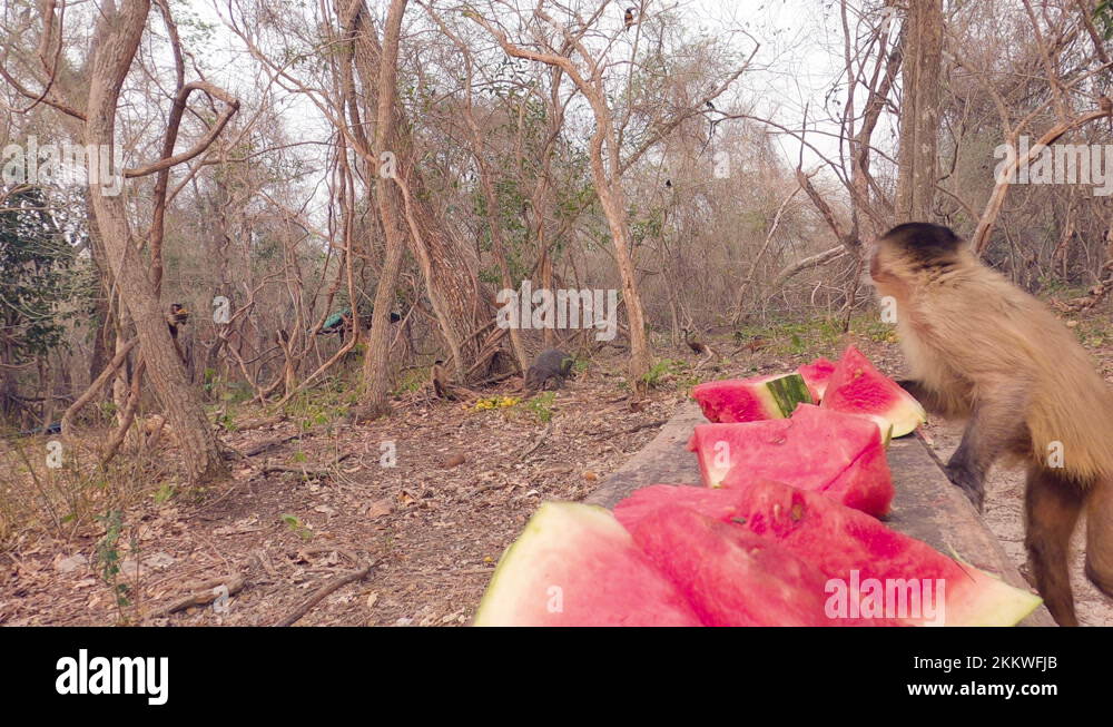 Monkey eats fruits Stock Videos & Footage - HD and 4K Video Clips - Alamy