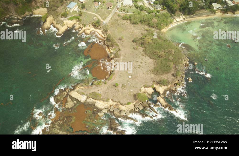 Sargasso sea seaweed Stock Videos & Footage - HD and 4K Video Clips - Alamy