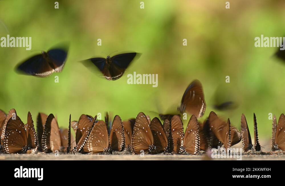 King butterfly Stock Videos & Footage - HD and 4K Video Clips - Alamy