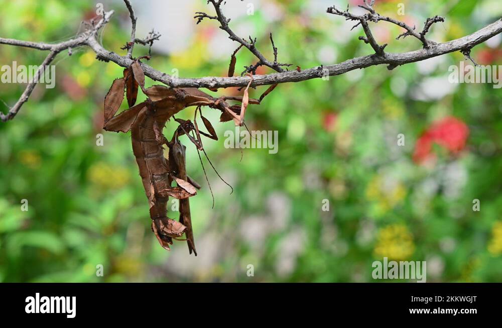 Giant Prickly Stick Insect, Extatosoma tiaratum, seen on the left side ...