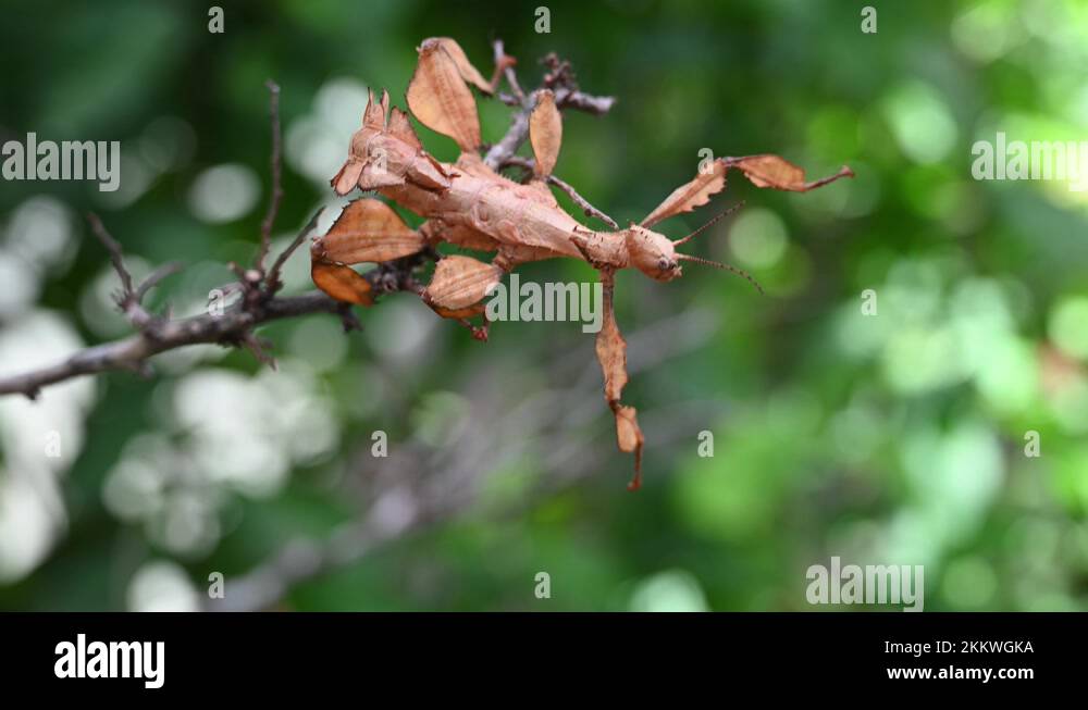 Insect limbs Stock Videos & Footage - HD and 4K Video Clips - Alamy