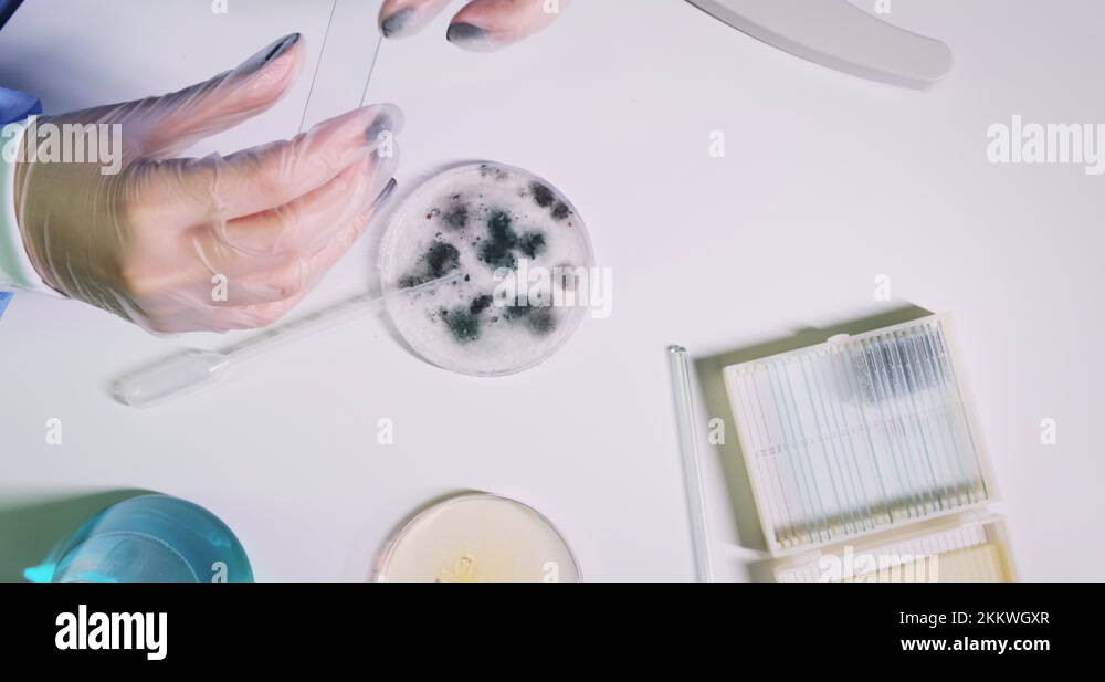 Vertical close-up of scientist taking microscope samples from Petri ...