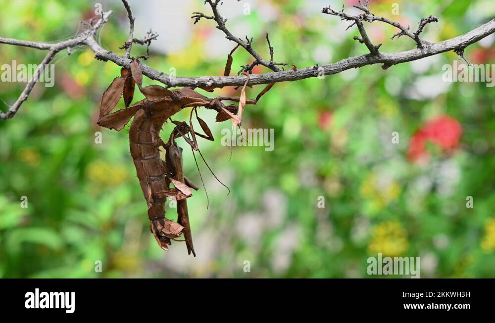 The giant prickly stick insect Stock Videos & Footage - HD and 4K Video ...