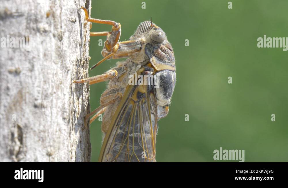 Cicada Stock Videos & Footage - HD and 4K Video Clips - Alamy