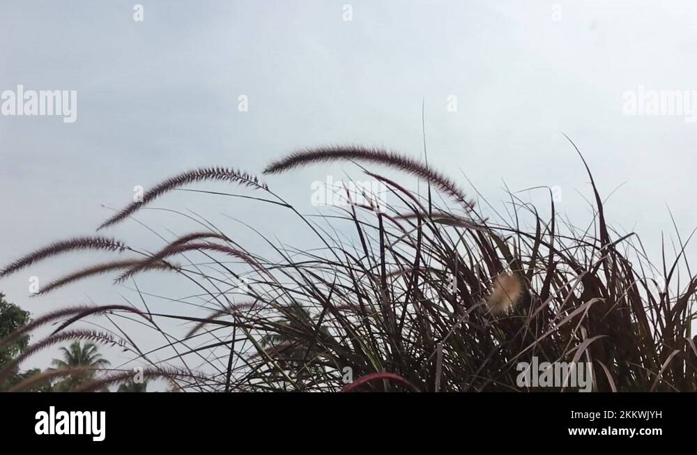 Grass flying Stock Videos & Footage - HD and 4K Video Clips - Alamy