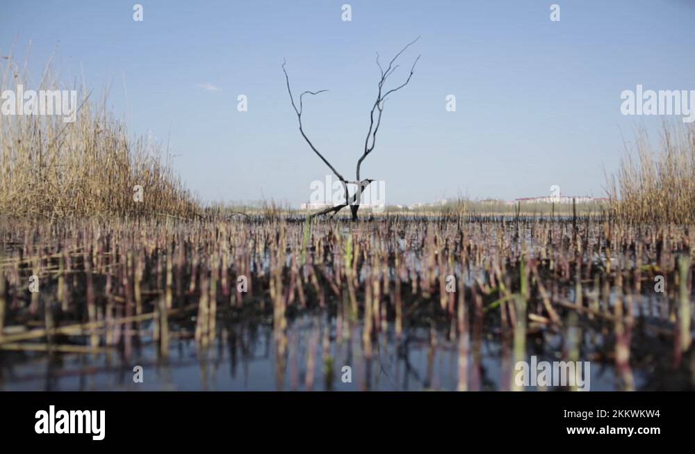 Withered landscape Stock Videos & Footage - HD and 4K Video Clips - Alamy