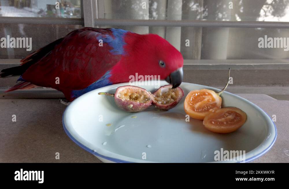 Head dish profile Stock Videos & Footage - HD and 4K Video Clips - Alamy