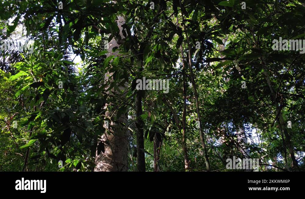 Vegetation canopy Stock Videos & Footage - HD and 4K Video Clips - Alamy