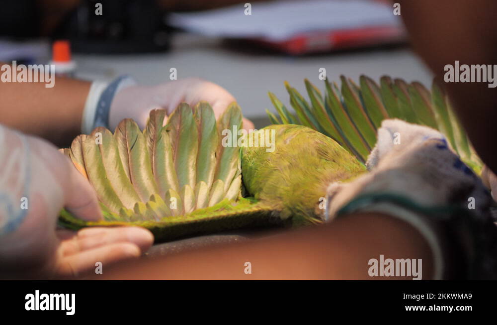 Parrot anatomy Stock Videos & Footage - HD and 4K Video Clips - Alamy