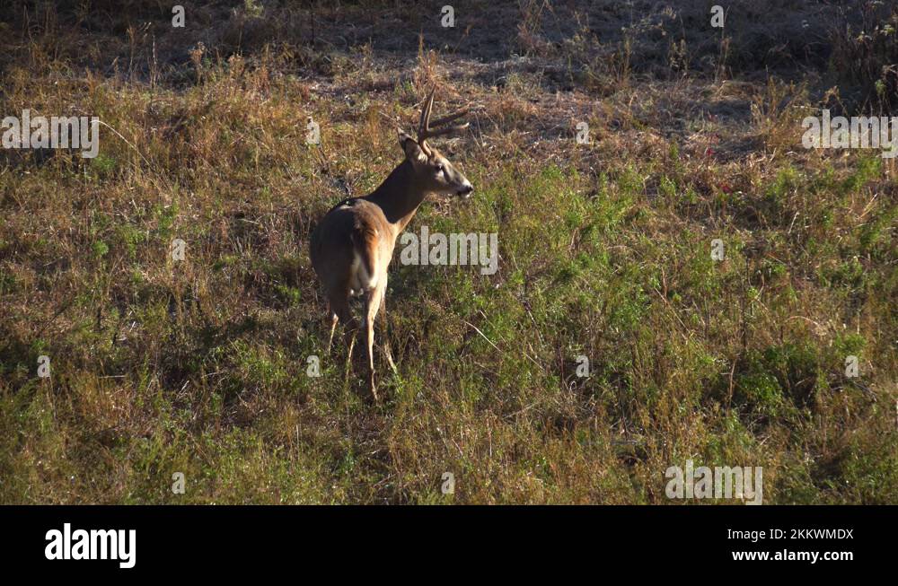Deer startled Stock Videos & Footage - HD and 4K Video Clips - Alamy