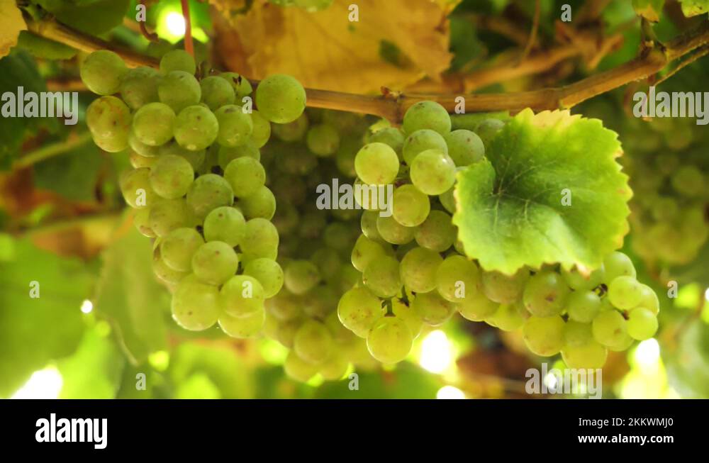 Spanish grape vine Stock Videos & Footage - HD and 4K Video Clips - Alamy