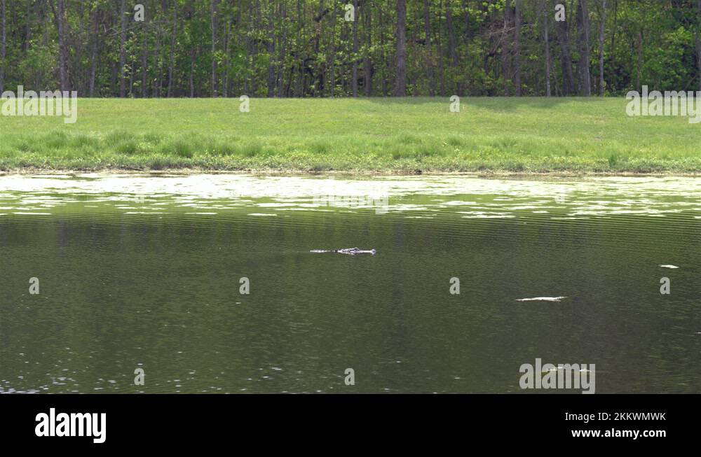 Alligator quietly swims through Florida pond, tracking, 4k Stock Video ...