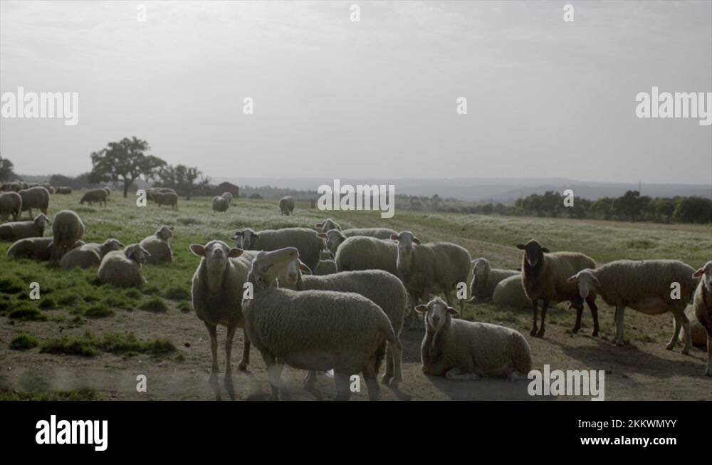 Britain environment Stock Videos & Footage - HD and 4K Video Clips - Alamy