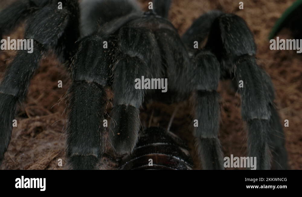 Spider eating cockroach Stock Videos & Footage - HD and 4K Video Clips ...