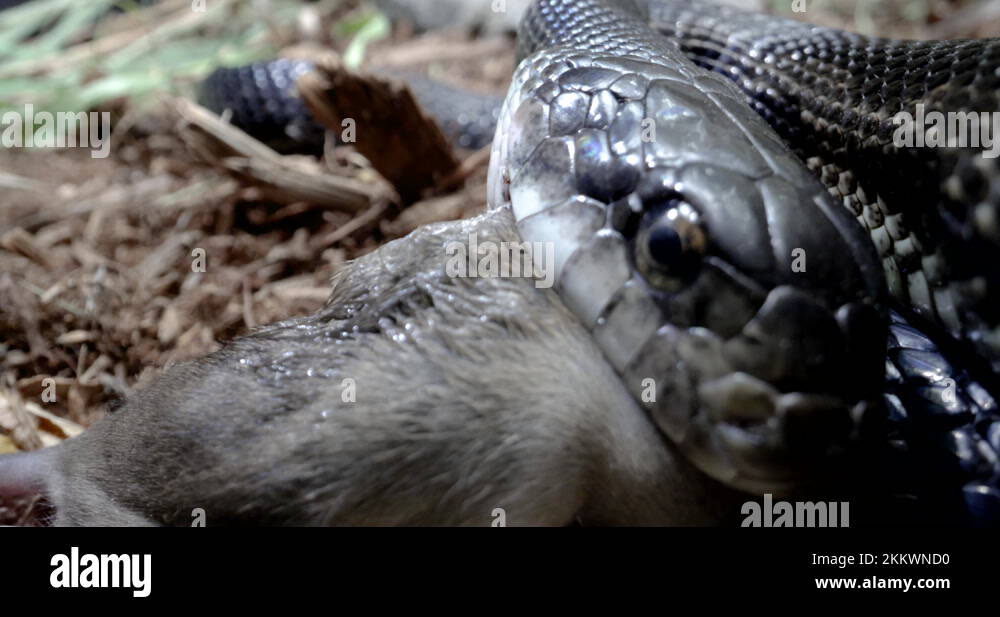 Animal wildlife rat Stock Videos & Footage - HD and 4K Video Clips - Alamy