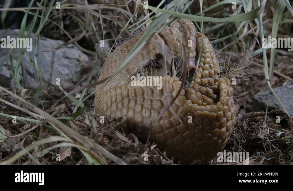 Armadillo eating Stock Videos & Footage - HD and 4K Video Clips - Alamy