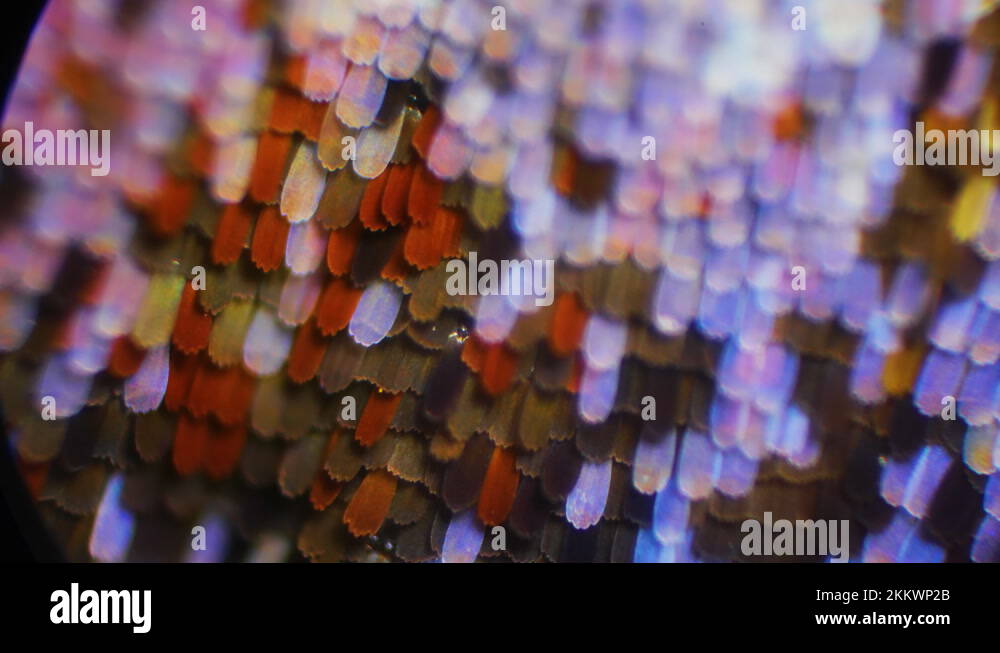 Insect structures Stock Videos & Footage - HD and 4K Video Clips - Alamy