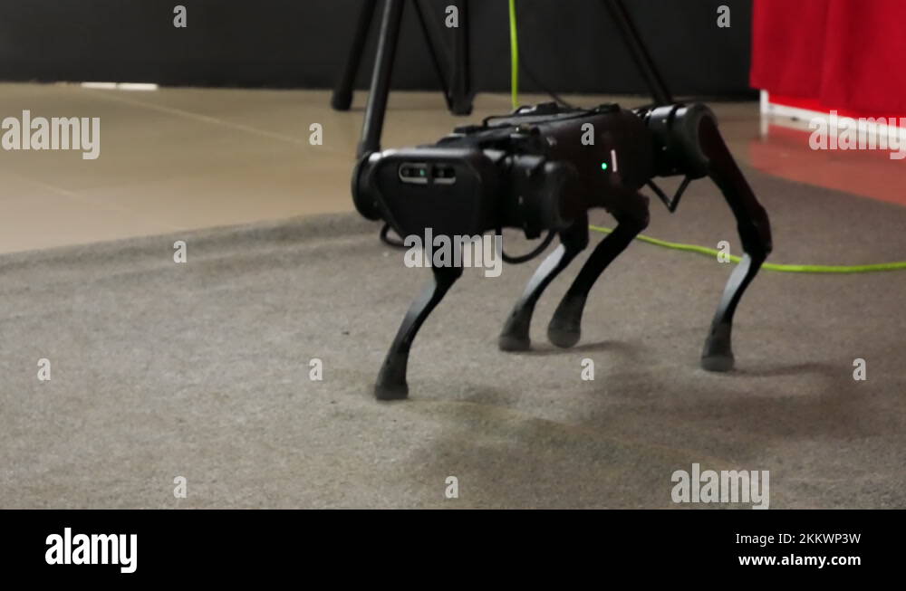 Fighting robot dog demonstrates its capabilities. A new generation of ...