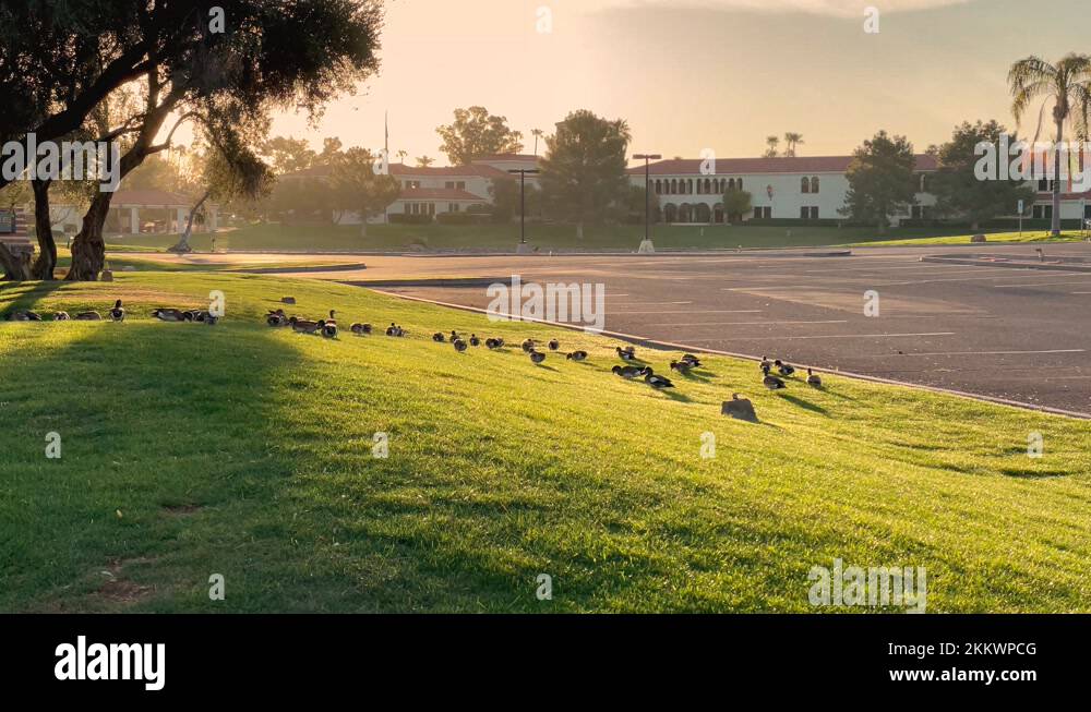 Ducks forage along the edge of a hill next to a parking lot at ...