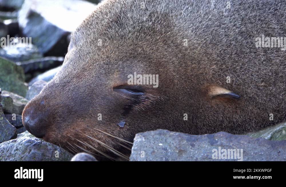 Nature cute sad face Stock Videos & Footage - HD and 4K Video Clips - Alamy