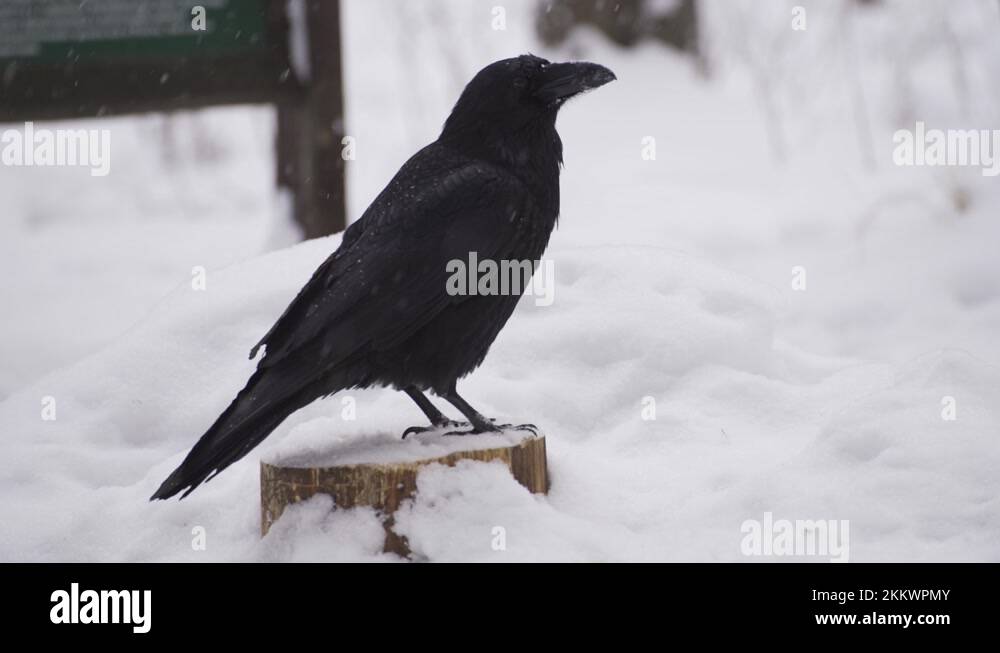 Wild crow Stock Videos & Footage - HD and 4K Video Clips - Alamy