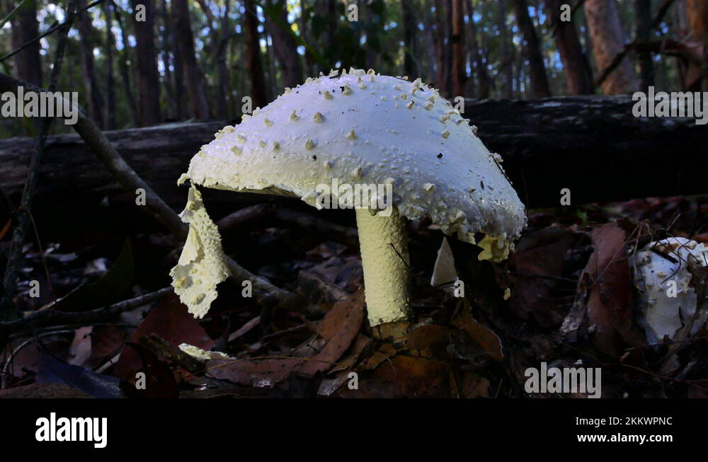 Cap fungus Stock Videos & Footage - HD and 4K Video Clips - Alamy