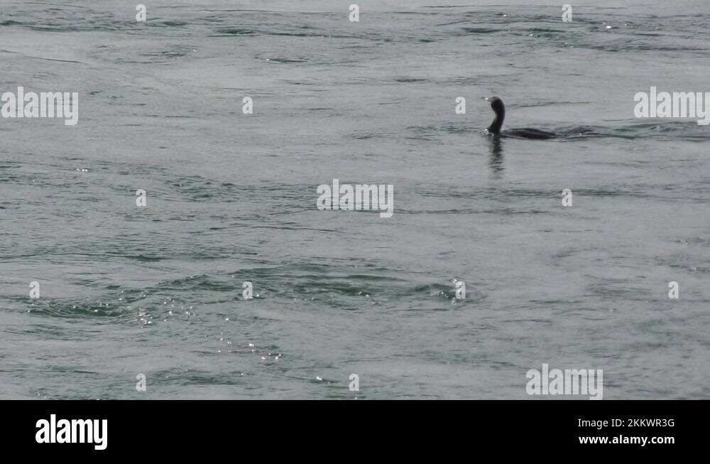 Diving duck underwater Stock Videos & Footage - HD and 4K Video Clips ...